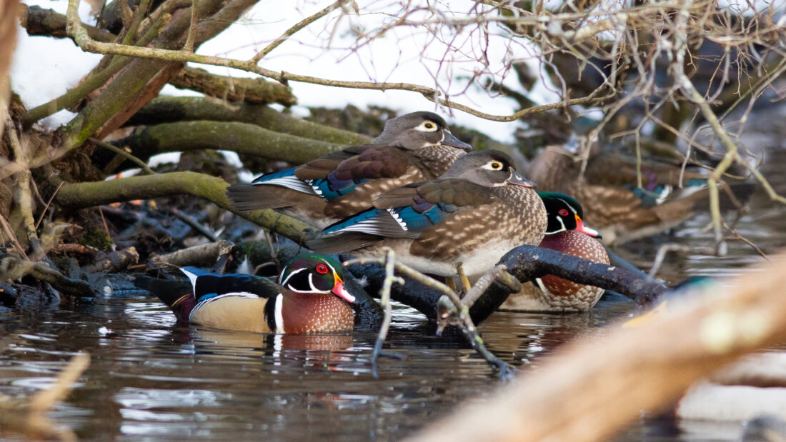 Ducks are back in the landscape! | News, Sports, Jobs - The Express